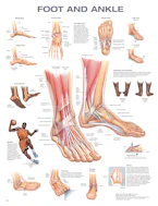 Foot and Ankle Anatomical Chart by Anatomical Chart Company